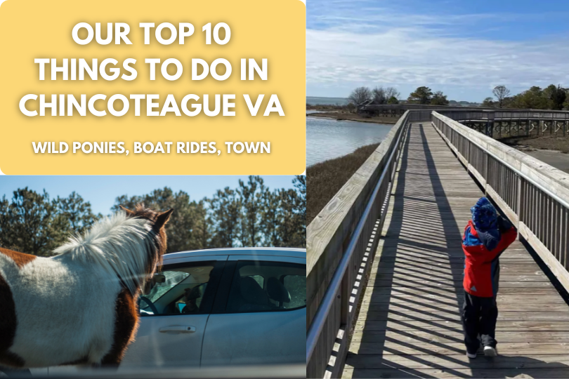 10 Top Things To Do in Chincoteague Va: Ponies & Attractions