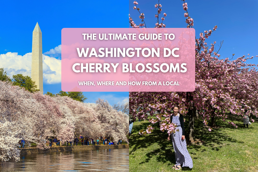 My Ultimate Guide to Washington DC Cherry Blossoms 2026